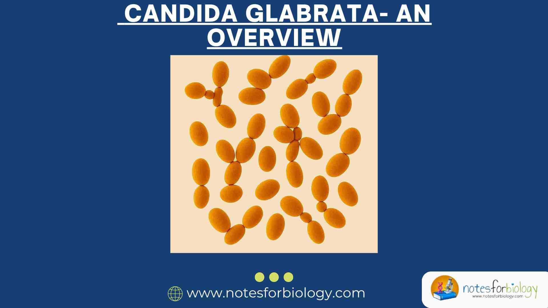Candida glabrata- An Overview - Best Biology Notes,...
