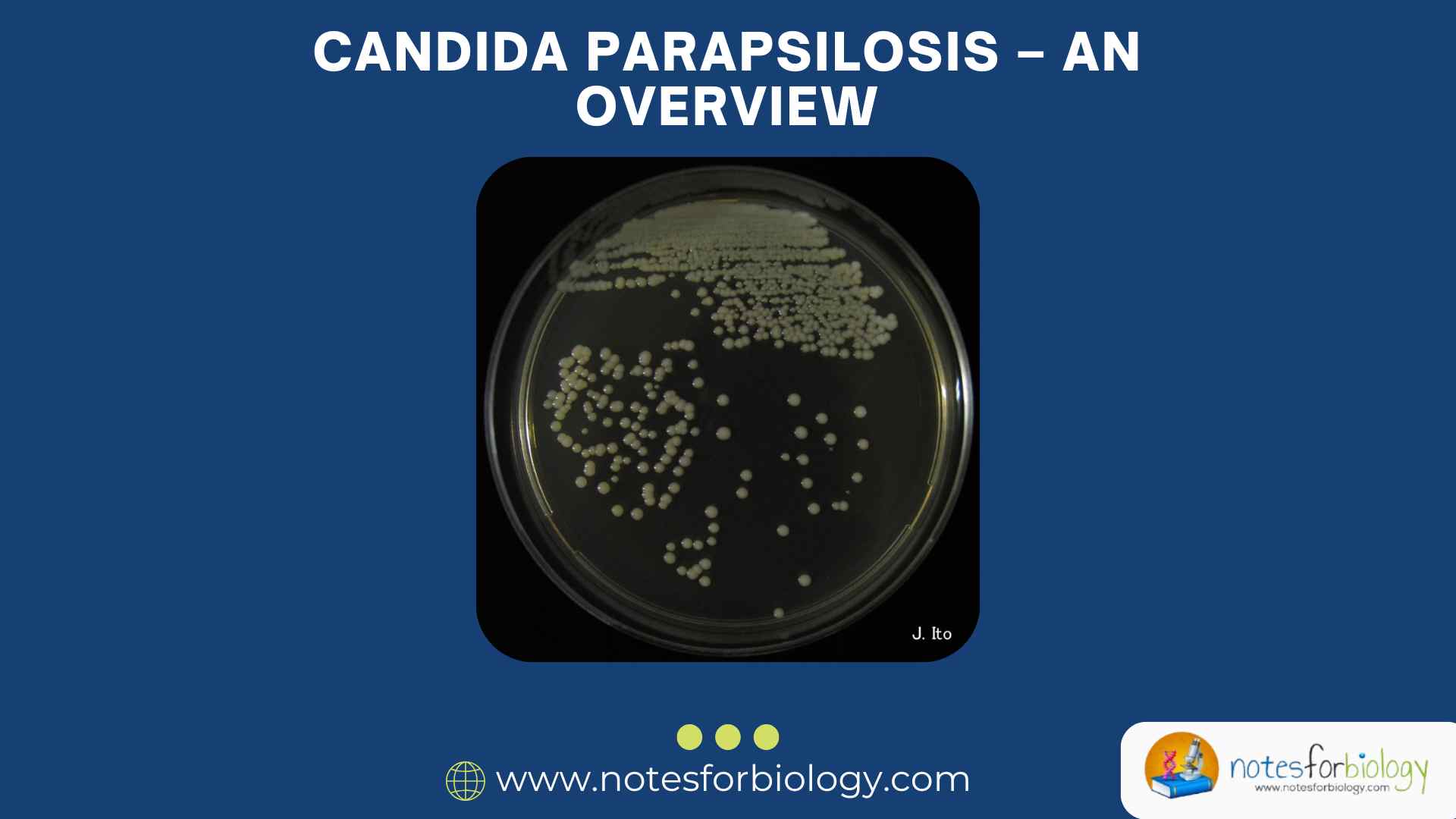 Candida parapsilosis – An Overview - Best Biology Notes,...