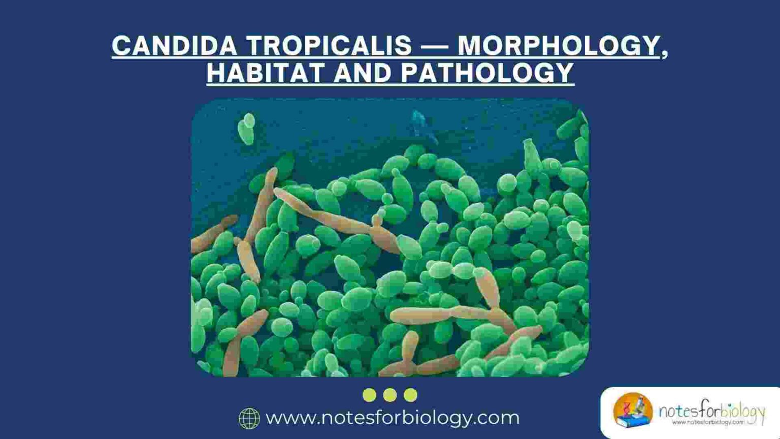 Candida tropicalis — Morphology, Habitat and Pathology