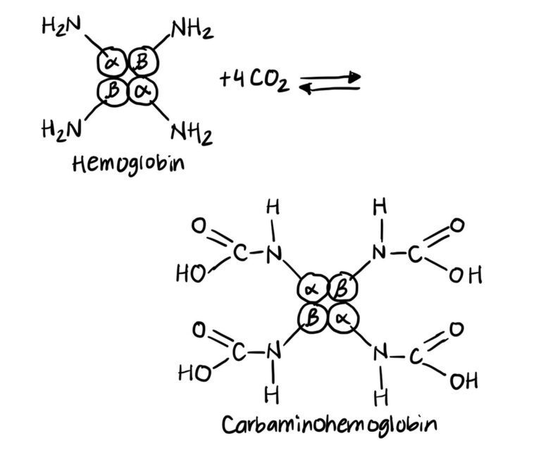 Bohr Effect Oxygen Dissociation Curve And Effects Of Co₂