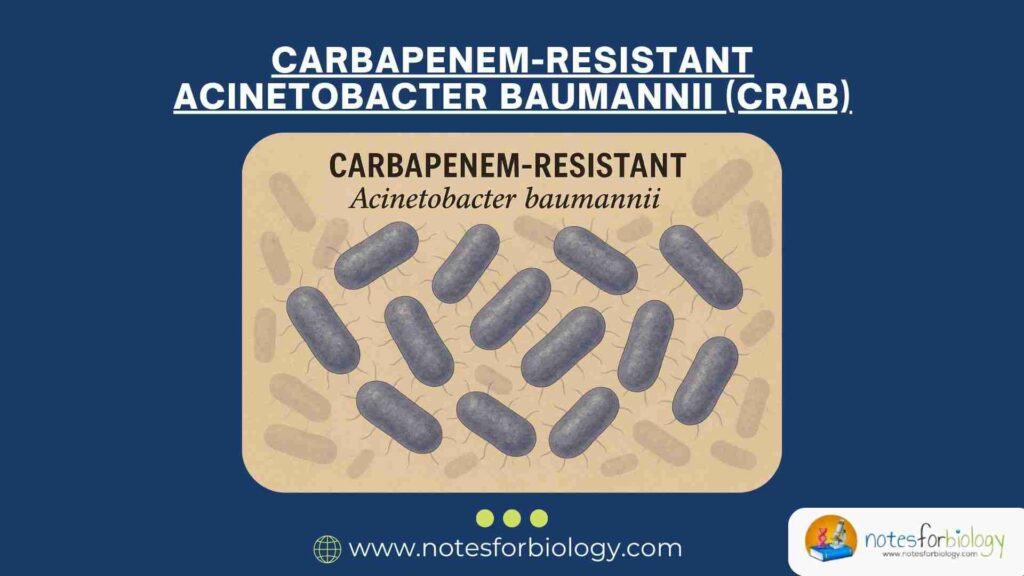 Carbapenem-Resistant Acinetobacter baumannii (CRAB)