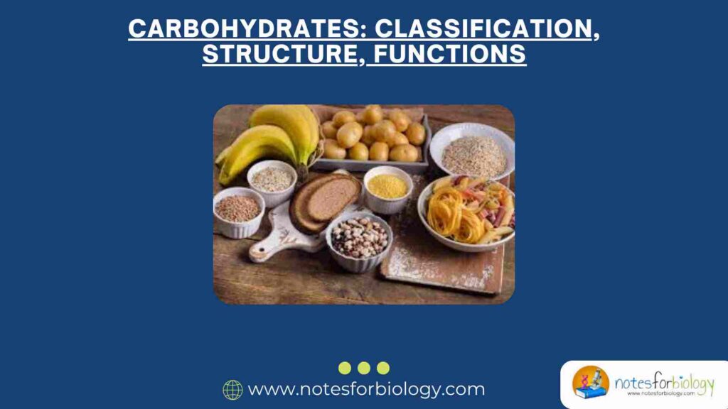 Carbohydrates: Classification, Structure, Functions