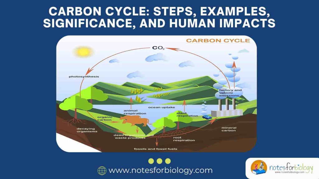 Carbon Cycle: Steps, Examples, Significance, and Human BEST