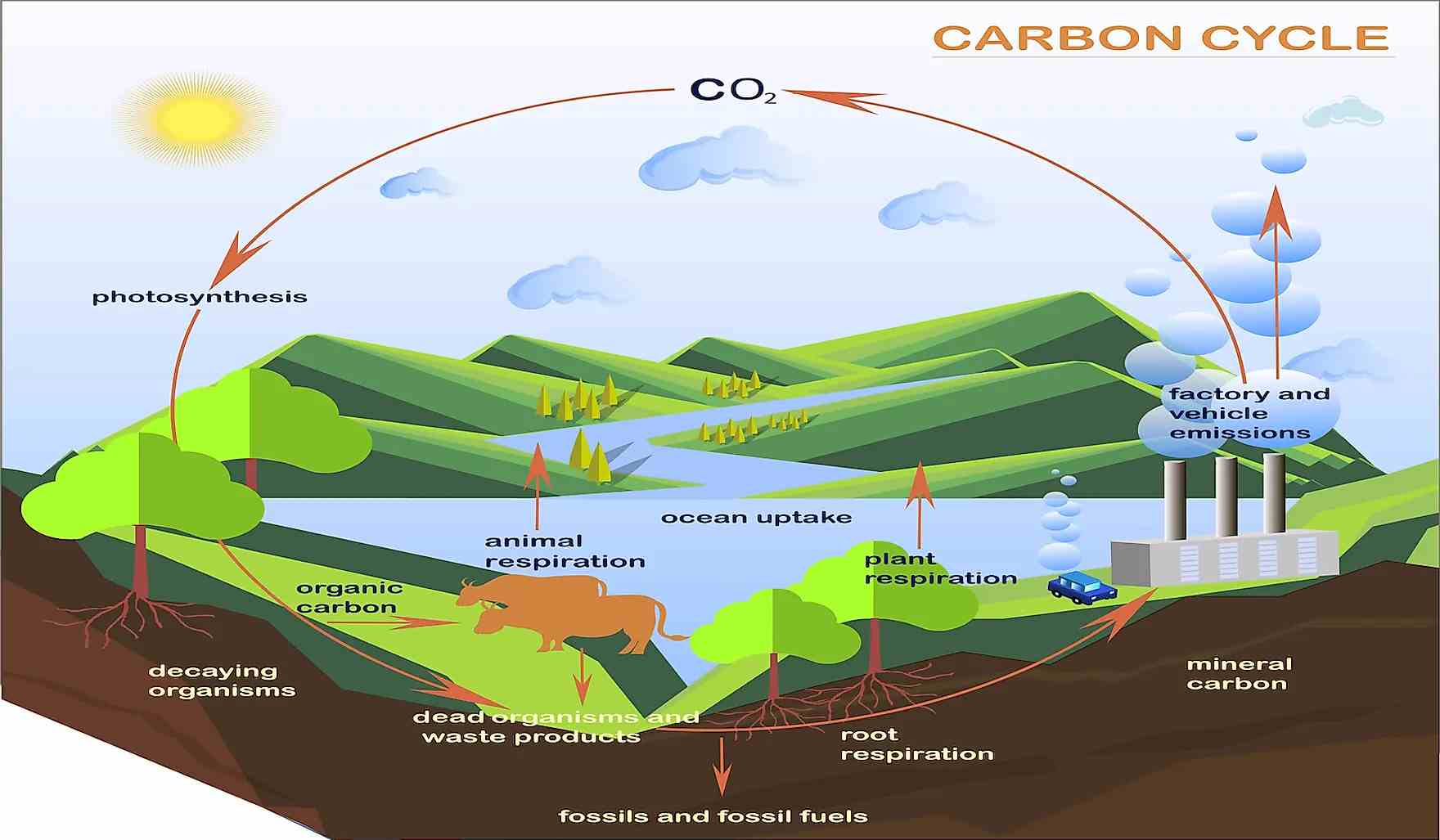 Carbon Cycle: Steps, Examples, Significance, and Human BEST