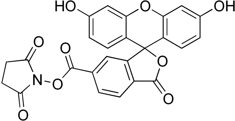 Cell Proliferation - Definition, Assay, Differentiation
