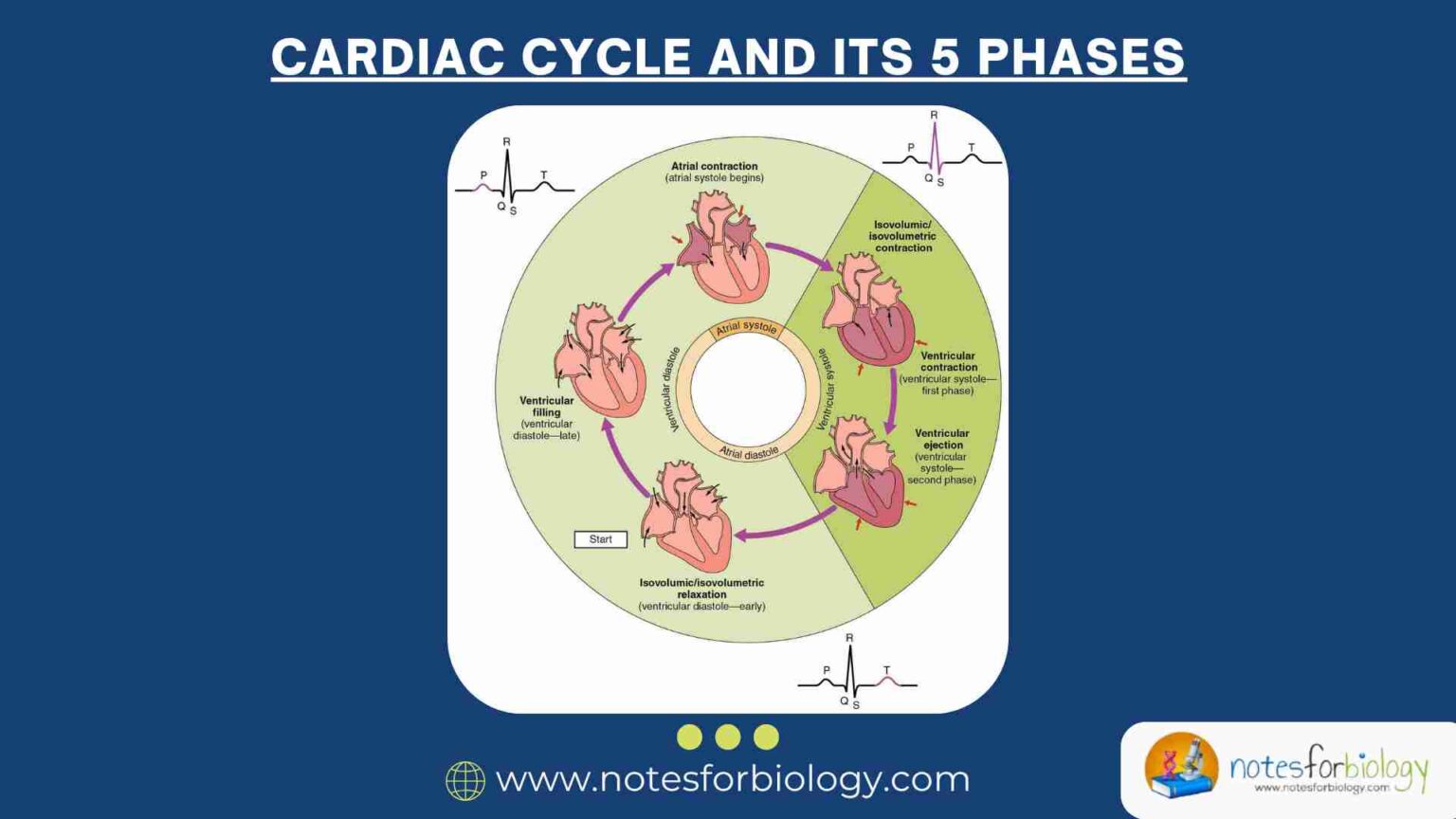 Cardiac Cycle and its 5 Phases - Best Biology Notes,...
