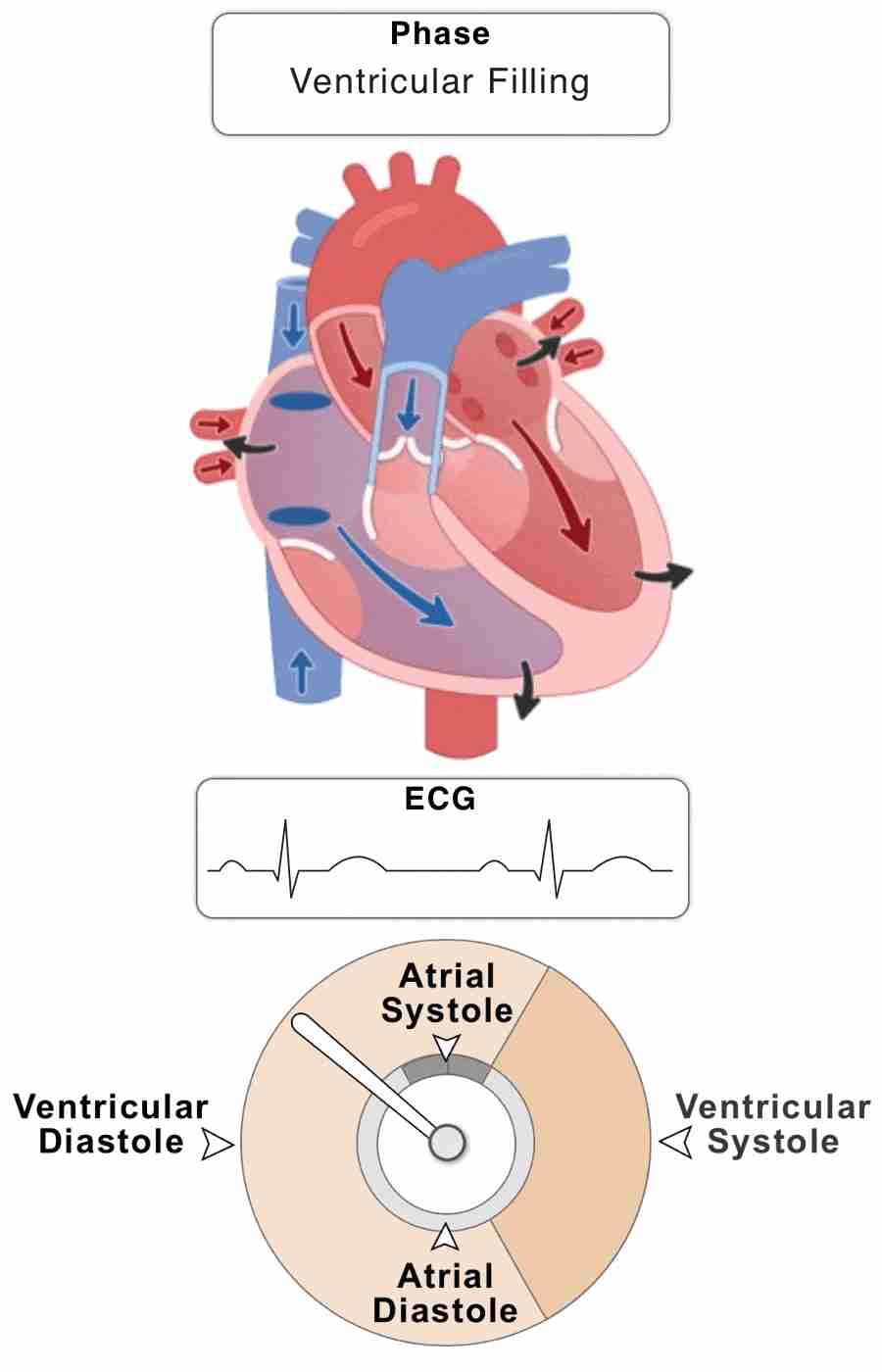 Cardiac Cycle and its 5 Phases - Best Biology Notes,...