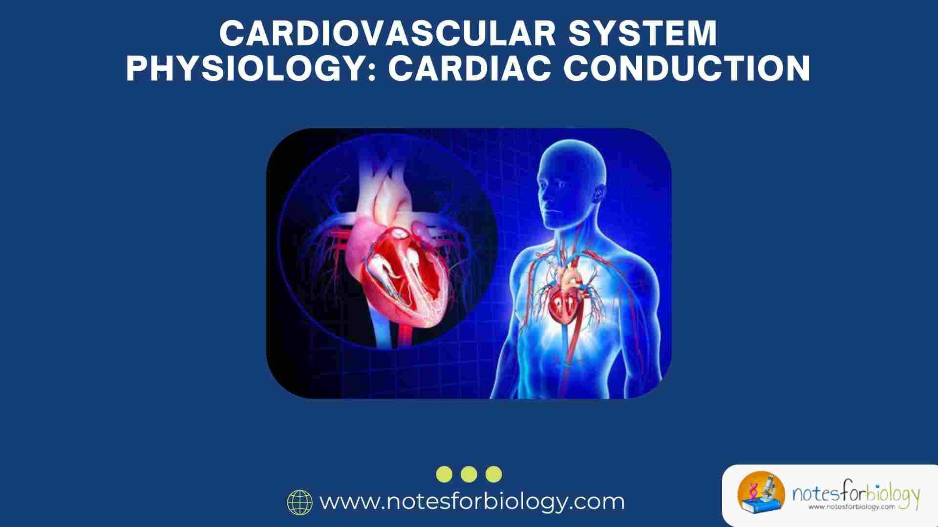 Cardiovascular System Physiology: Cardiac Conduction Best