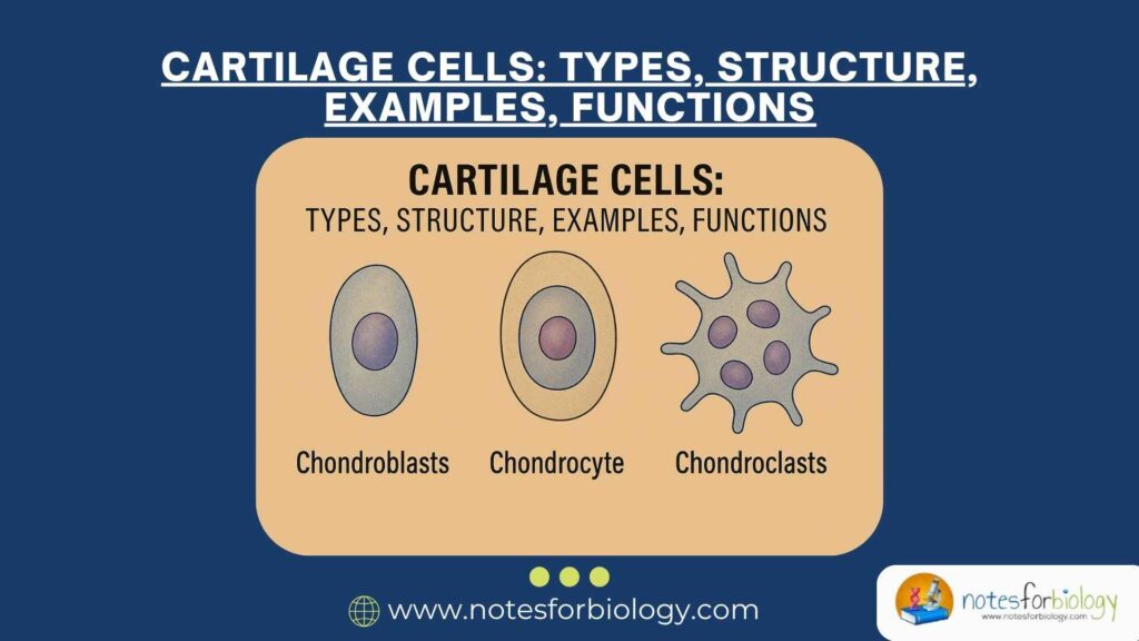 Cartilage Cells: Types, Structure, Examples, Functions