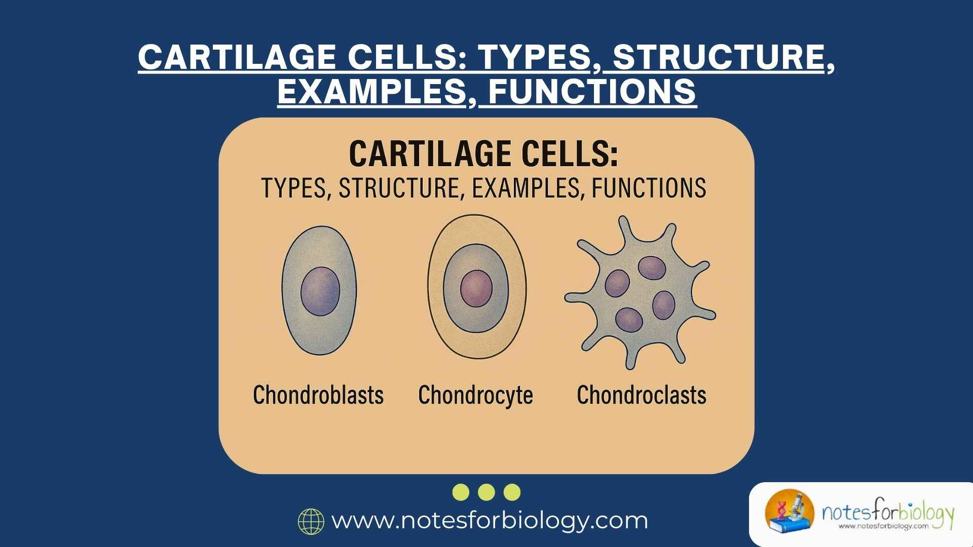 Cartilage Cells: Types, Structure, Examples, Functions