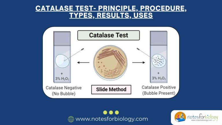 Catalase Test Principle Procedure Types Results Uses