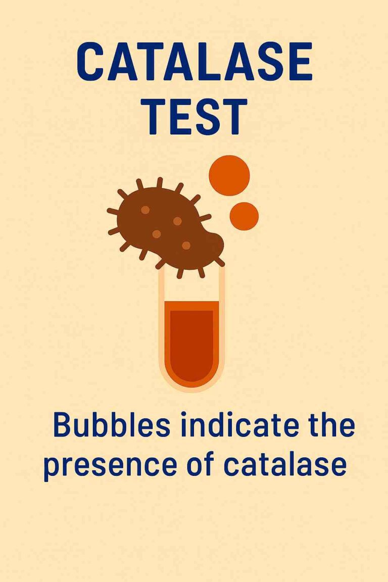 Catalase Test- Principle, Procedure, Types, Results, Uses...