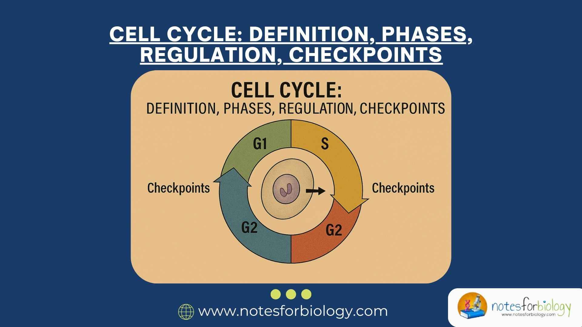 Cell Cycle: Definition, Phases, Regulation, Checkpoints