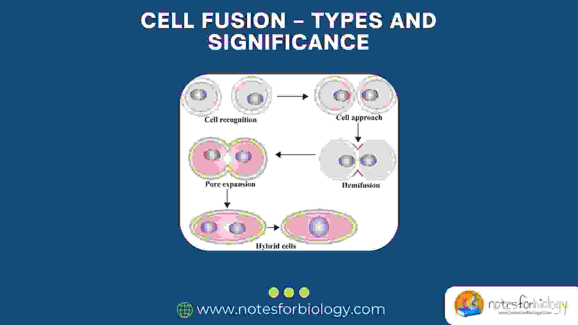 Cell Fusion – Types and Significance - Best Biology...