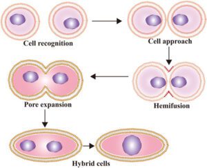 Cell Fusion – Types and Significance - Best Biology...