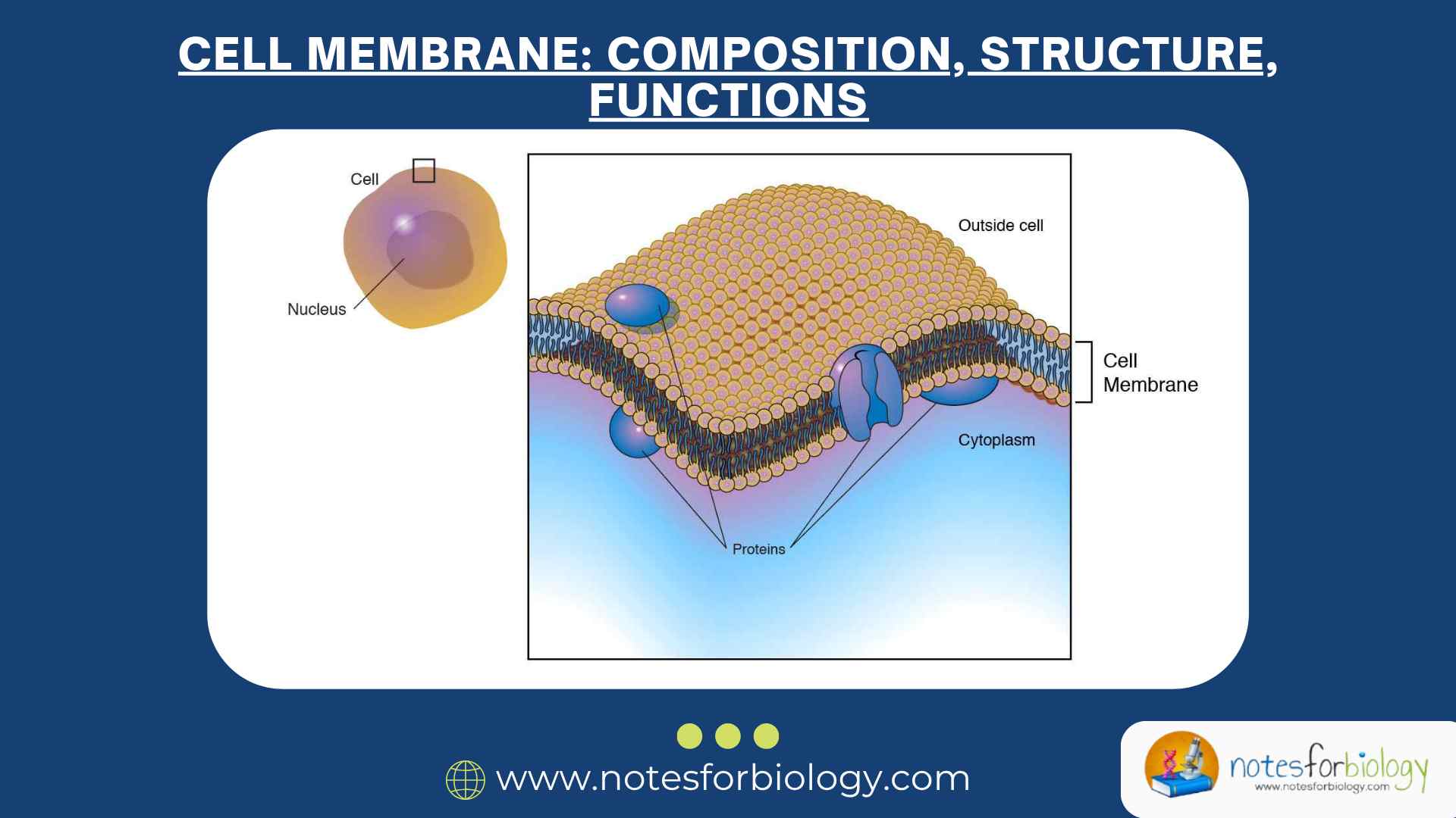 Cell Membrane: Composition, Structure, Functions - Best...
