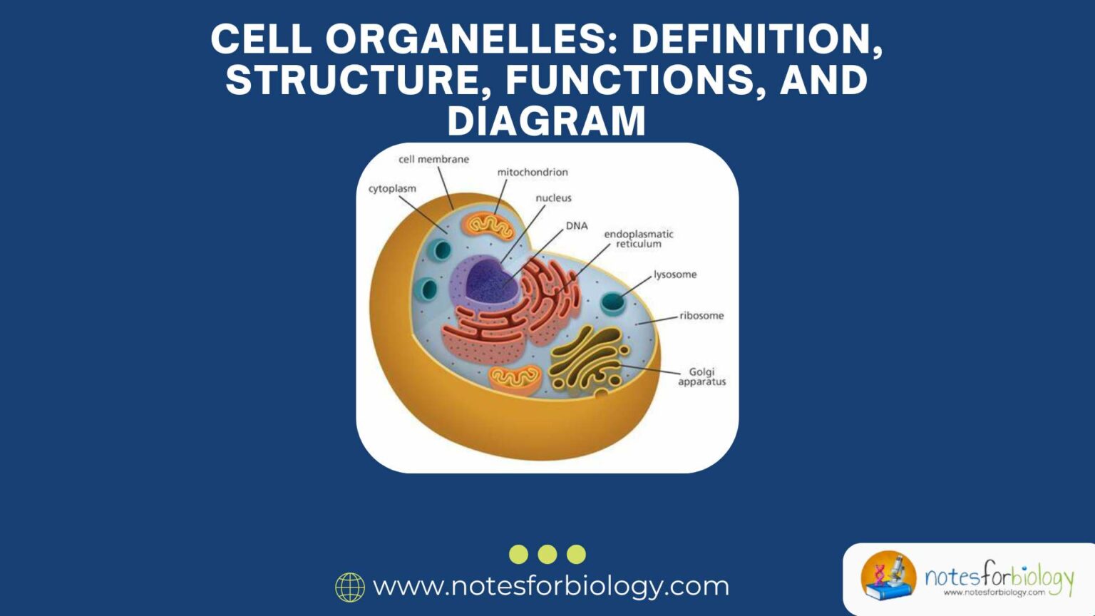 Cell Organelles Definition Structure Functions And Best