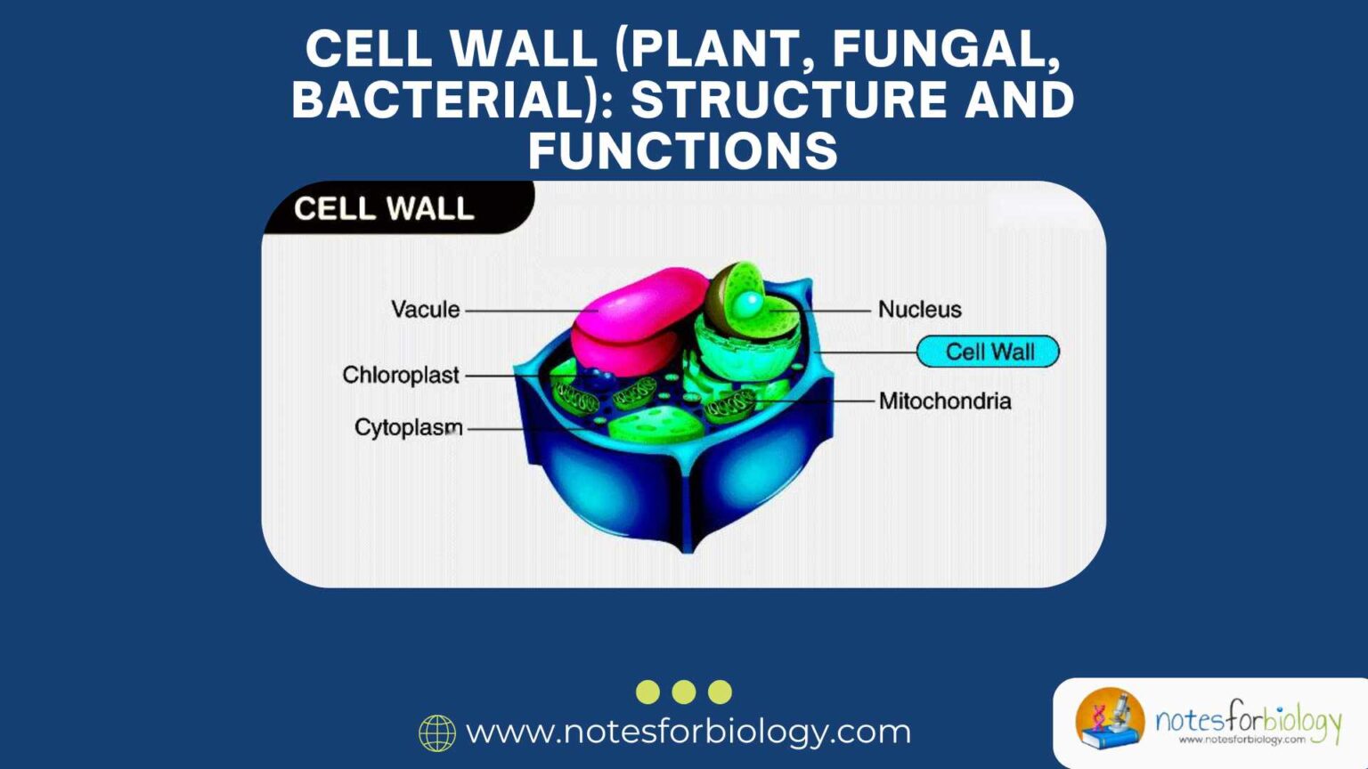 Cell Wall (Plant, Fungal, Bacterial): Structure Best