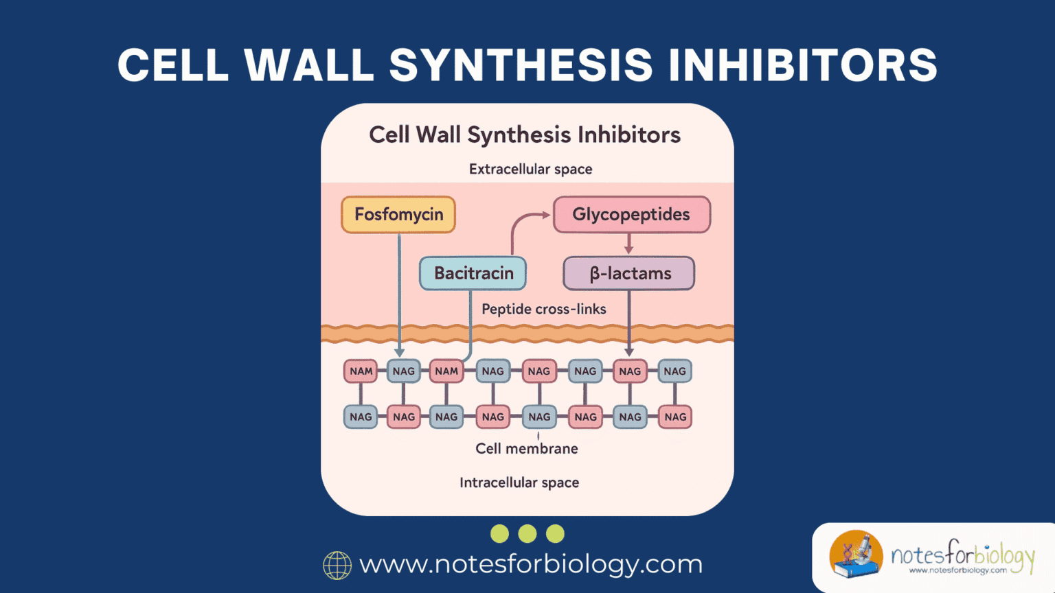 Cell Wall Synthesis Inhibitors: Examples, Mechanisms