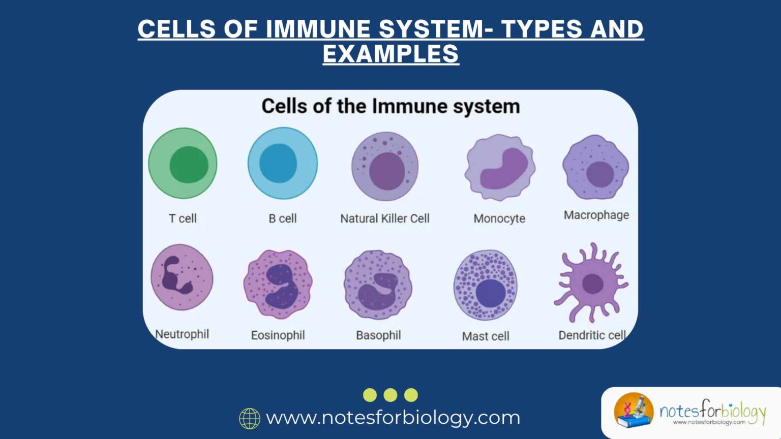 Cells of Immune System- Types and Examples - Best Biology...