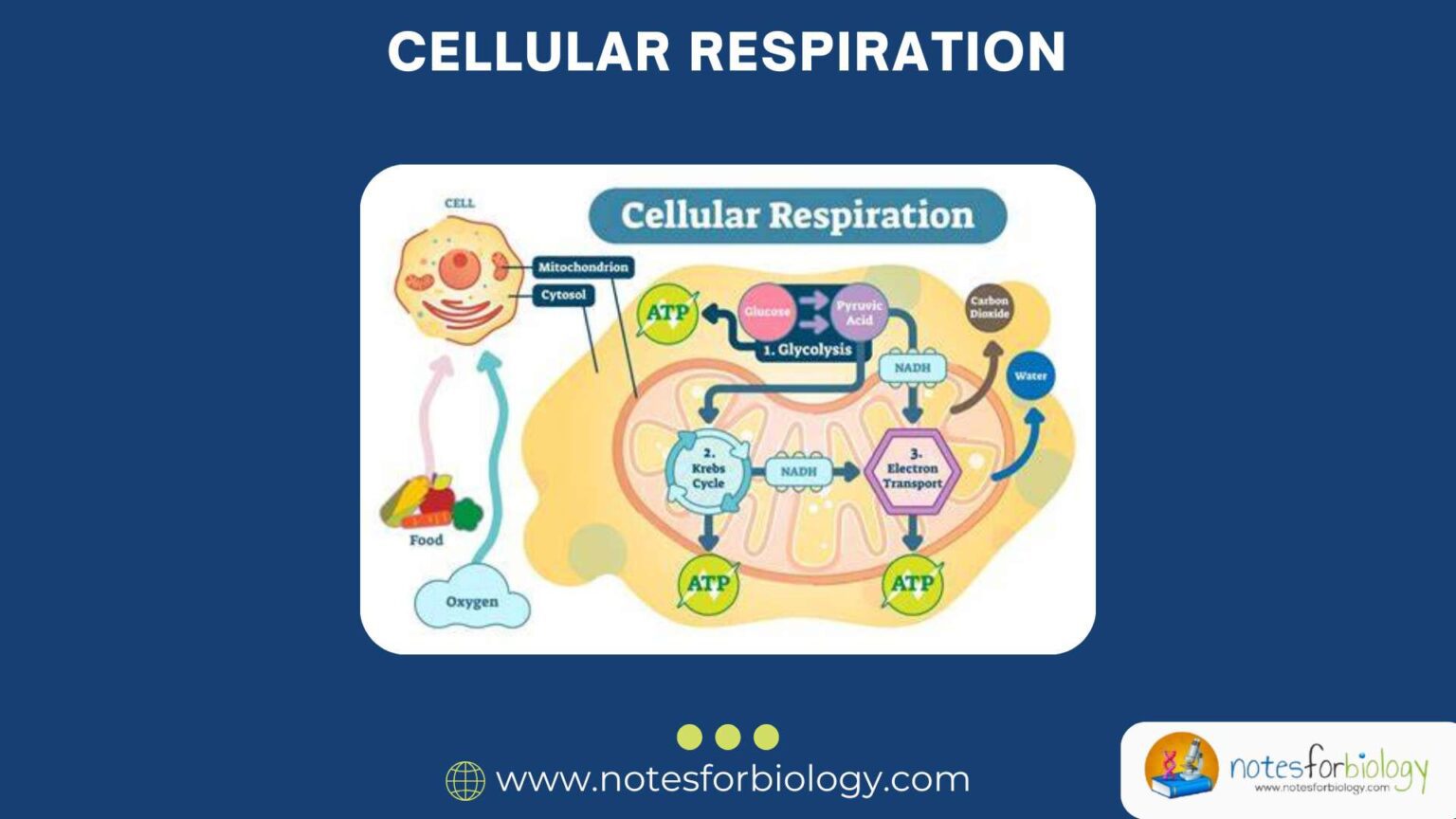 Cellular Respiration - Best Biology Notes, Reference,...
