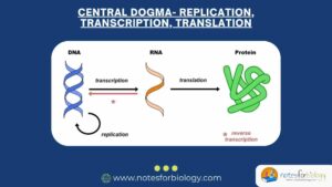 Central Dogma- Replication, Transcription, Translation