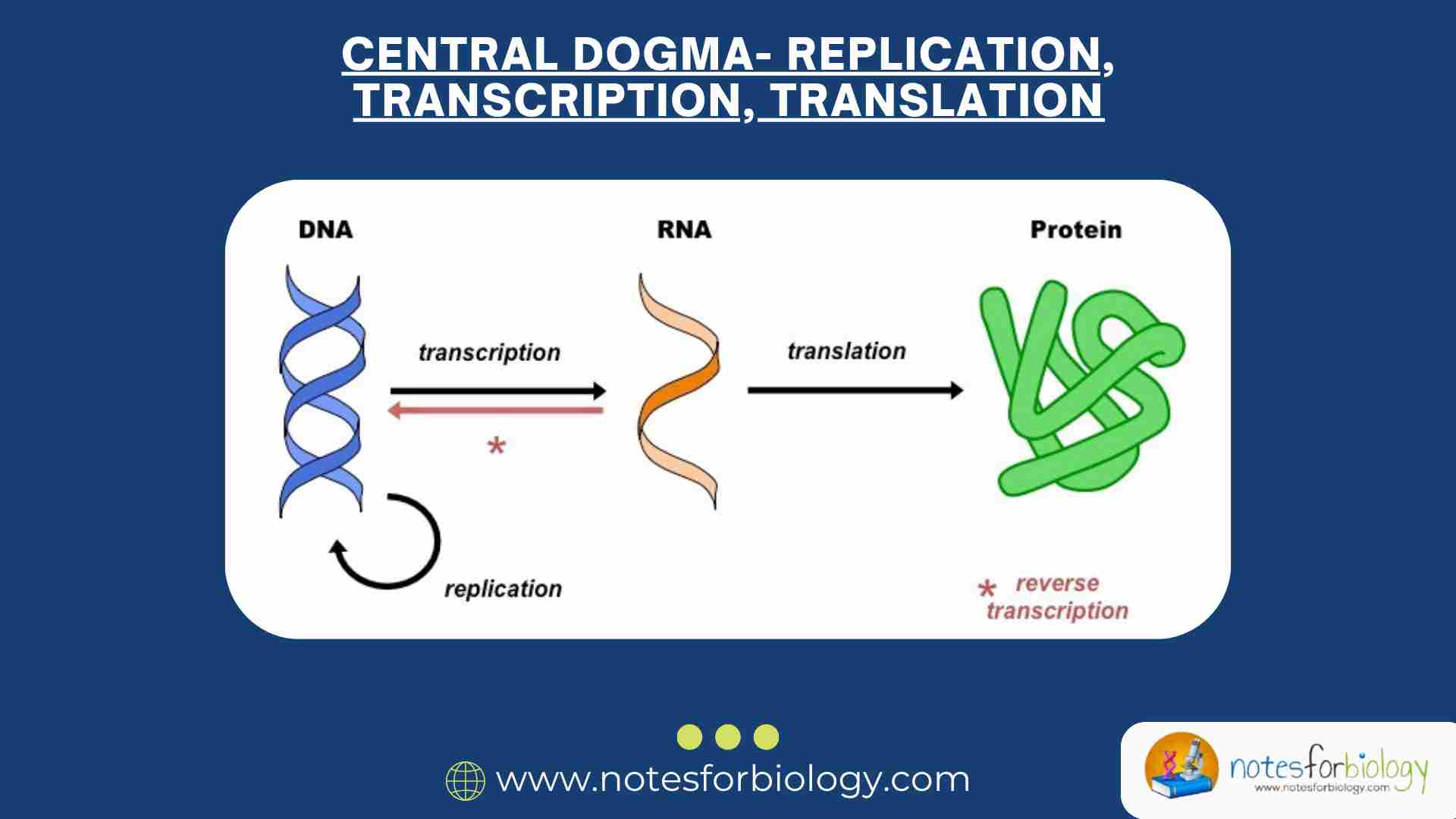 Central Dogma- Replication, Transcription, Translation