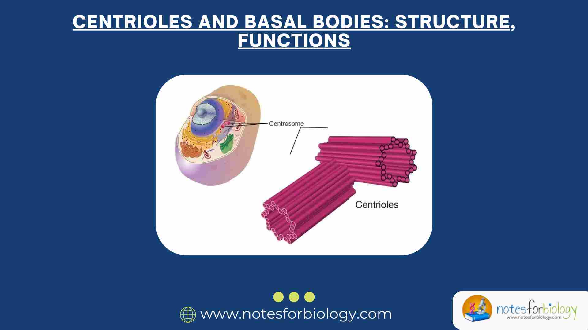 Centrioles and Basal Bodies: Structure, Functions - Best...