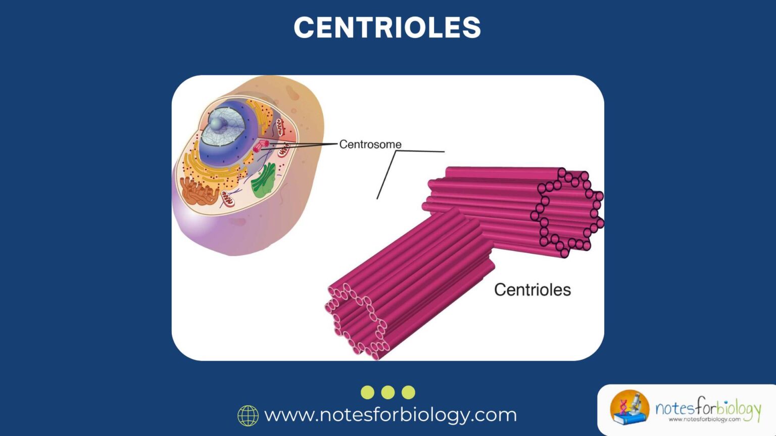Centrioles - Best Biology Notes, Reference, Articles