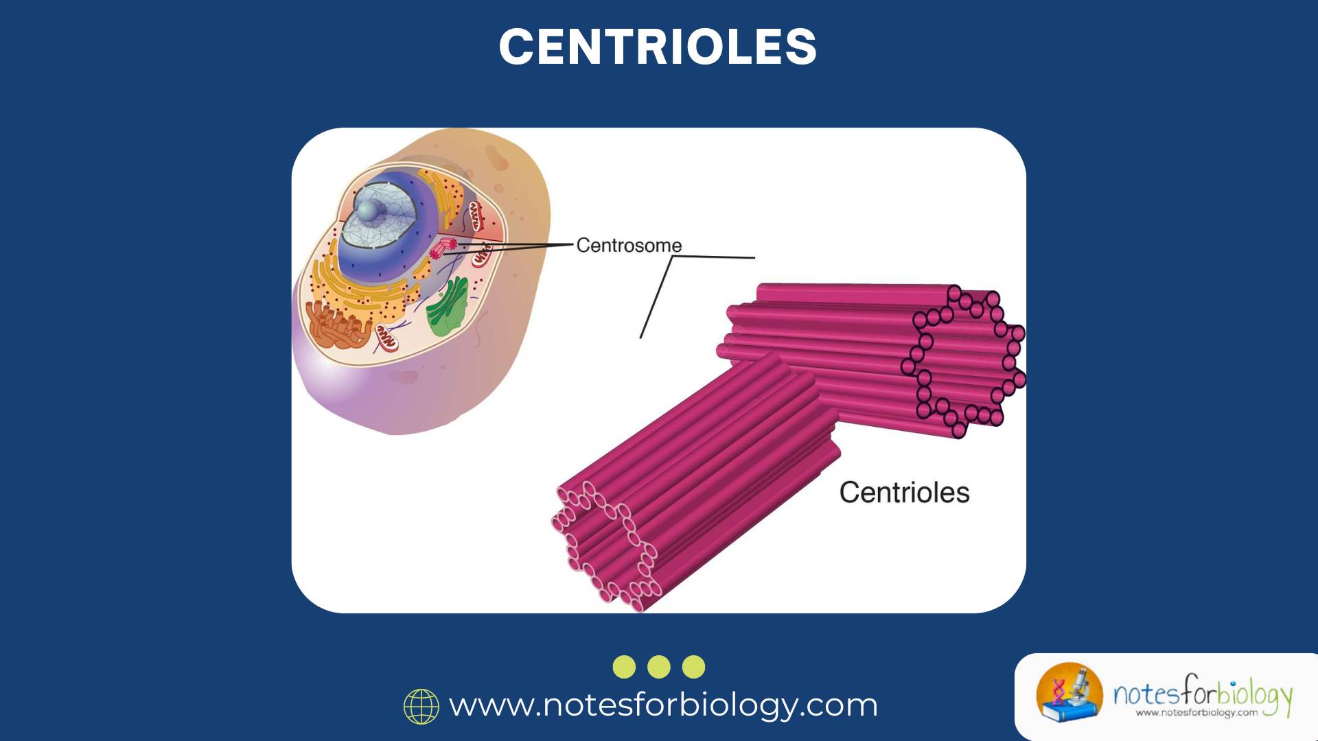 Centrioles - Best Biology Notes, Reference, Articles