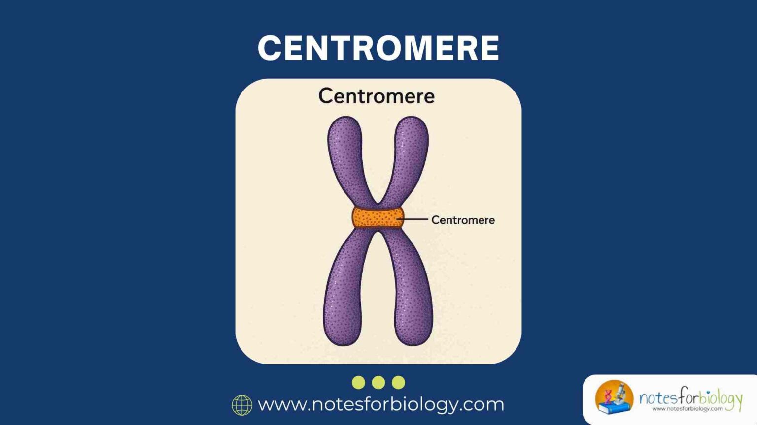 Centromeres- Definition, Structure, Position, Types