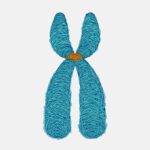 Chromosomes- Definition, Structure, Types, Model, Functions