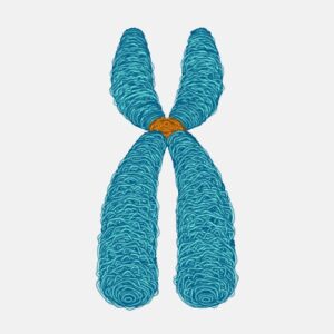 Chromosomes- Definition, Structure, Types, Model, Functions