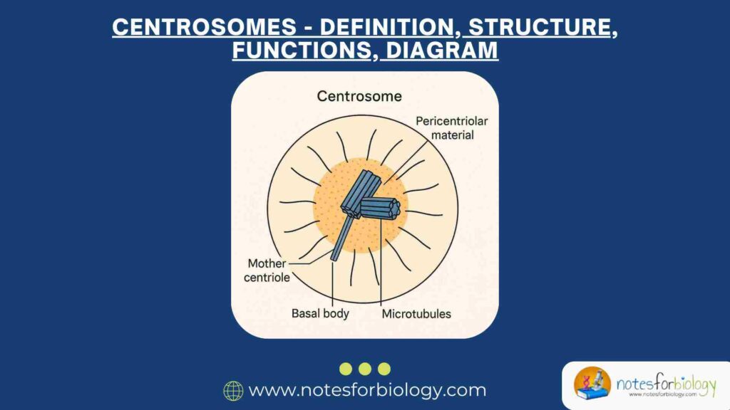 Centrosomes - Definition, Structure, Functions, Diagram