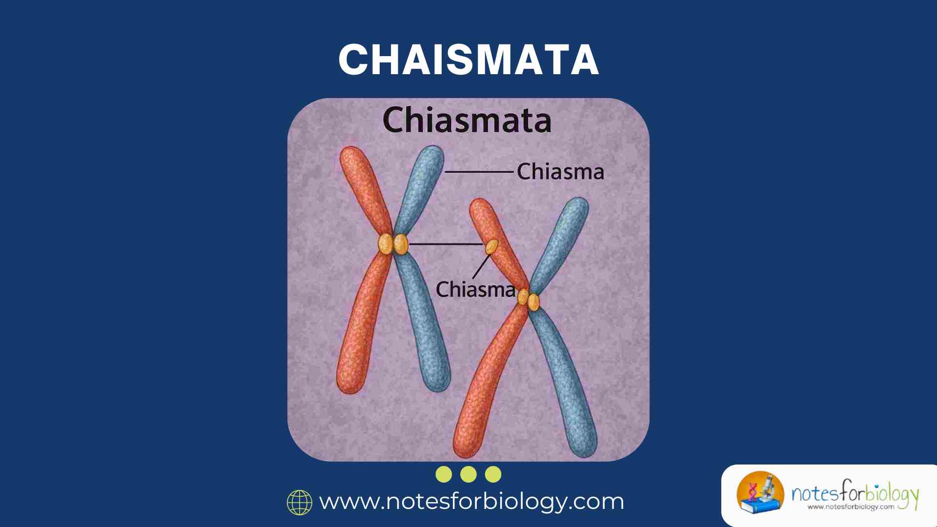 Chiasmata- Definition, Formation, Structure, Significances