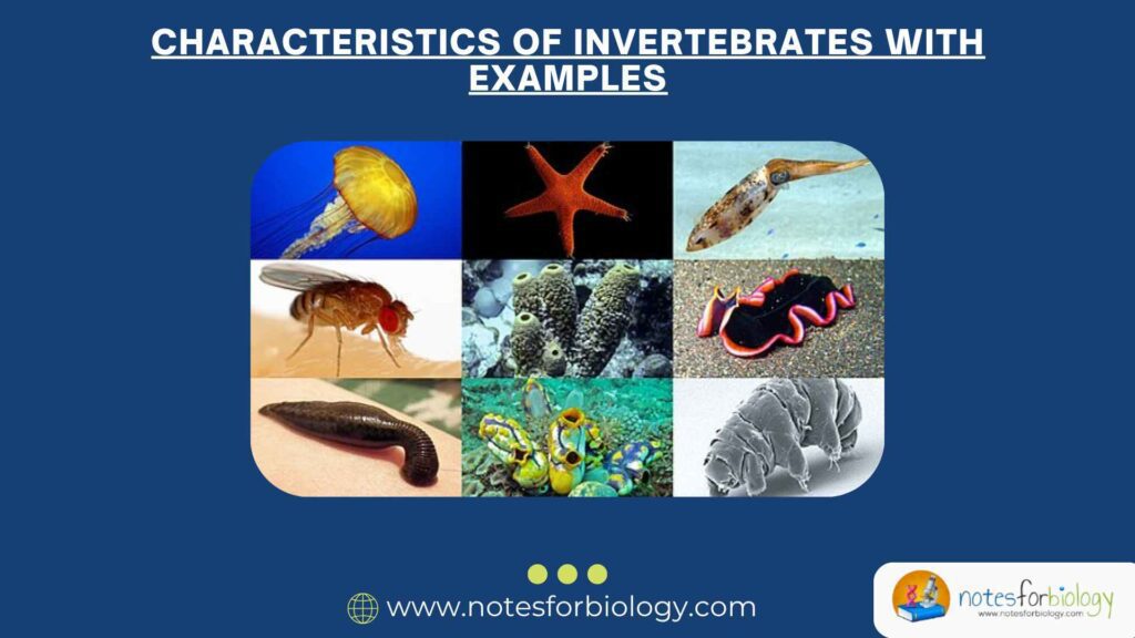 Characteristics of Invertebrates with examples - Best...