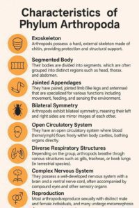 Phylum Arthropoda: General characteristics and...