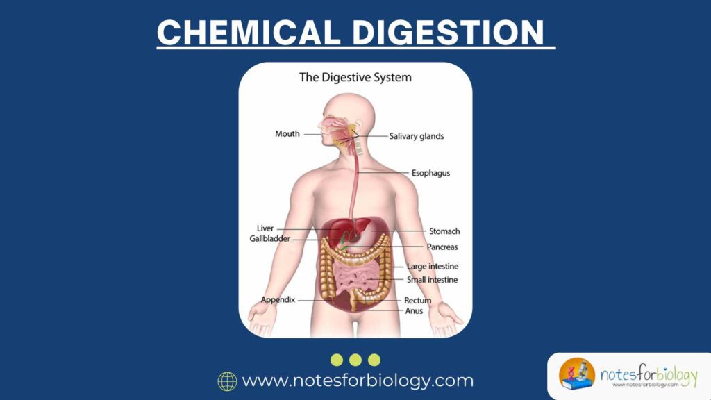 Chemical Digestion of Carbohydrate, Protein, Lipid, Nucleic Acid