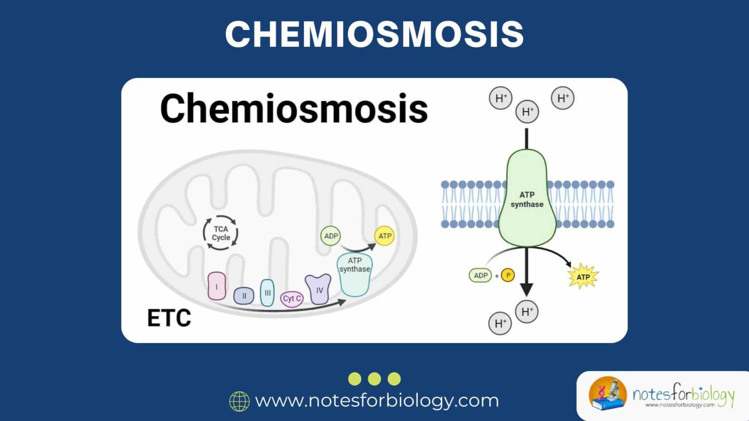 Chemiosmosis: Definition, Components, Mechanisms, Uses