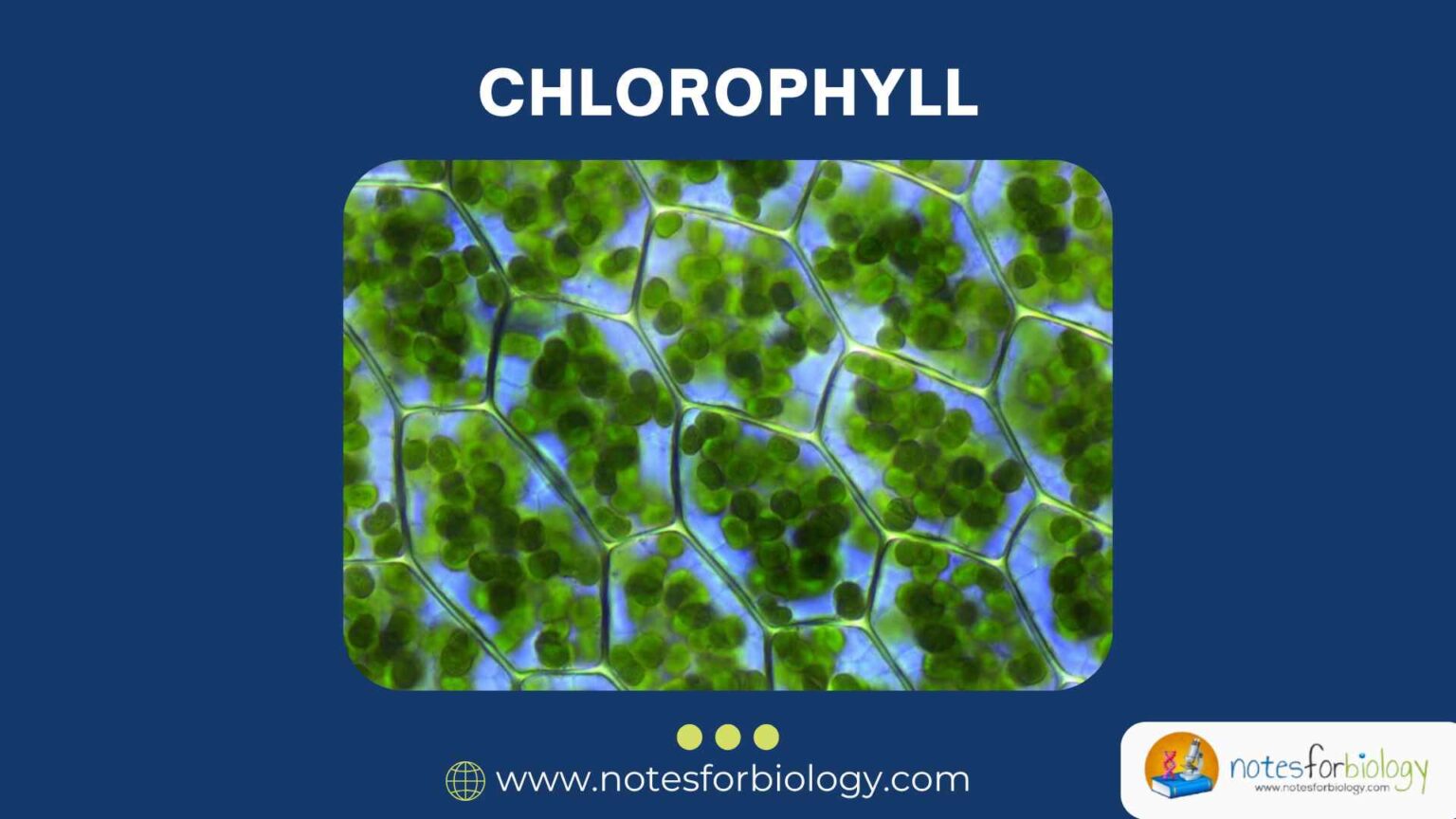 Chlorophyll- Definition, Structure, Types, Biosynthesis