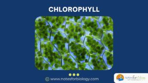 Chlorophyll- Definition, Structure, Types, Biosynthesis