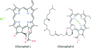 Chlorophyll- Definition, Structure, Types, Biosynthesis