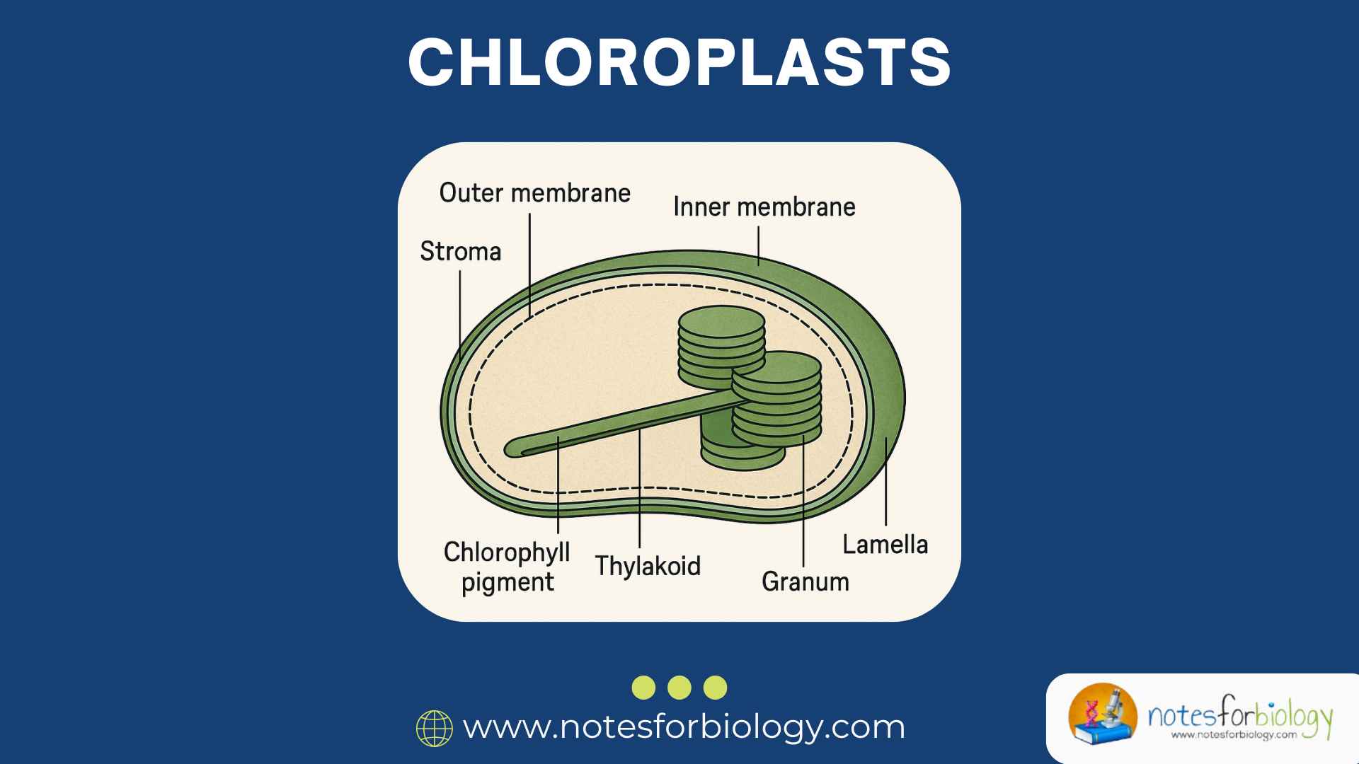 Chloroplasts: Definition, Structure, Functions,Diagram- Best