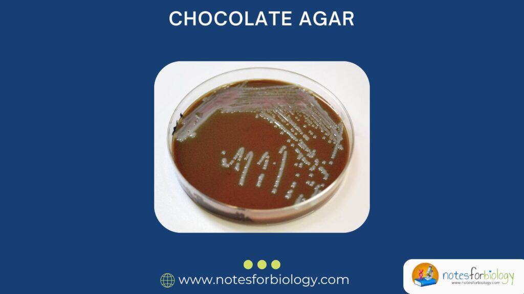 Cell Wall (Plant, Fungal, Bacterial): Structure Best