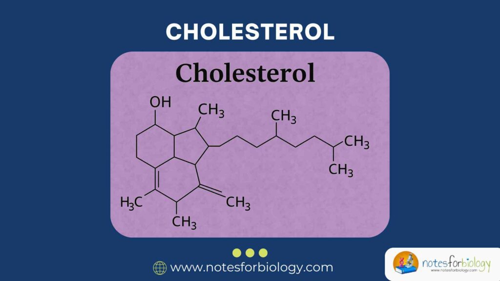 Cholesterol Structure & Synthesis: Pathways, Functions