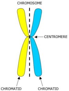 Chromosomes- Definition, Structure, Types, Model, Functions