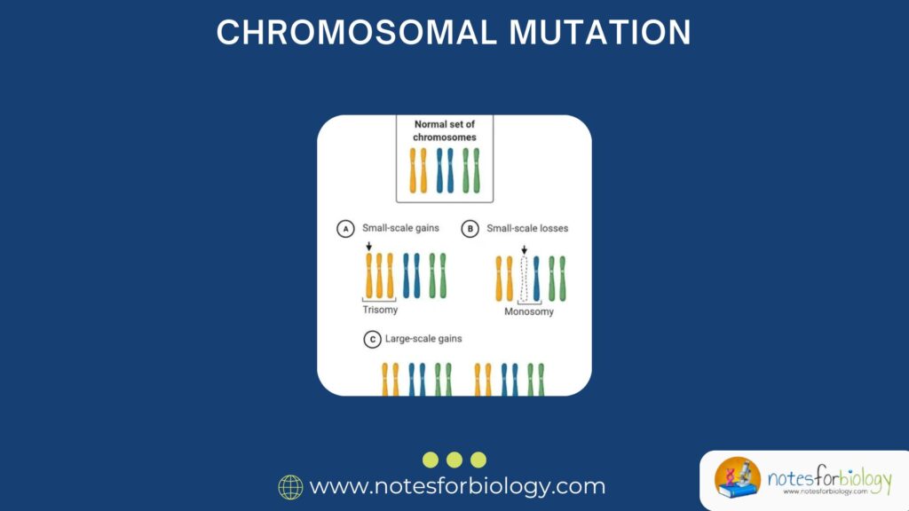 Chromosomal Mutation - Best Biology Notes, Reference,...