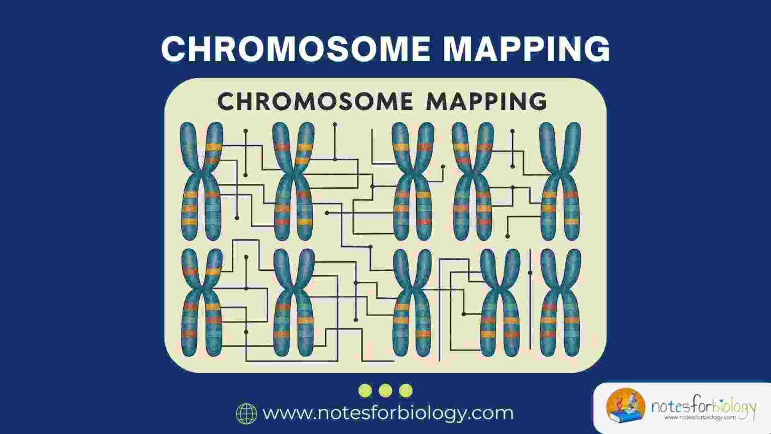 Chromosome Mapping: Definition, Types, Importance