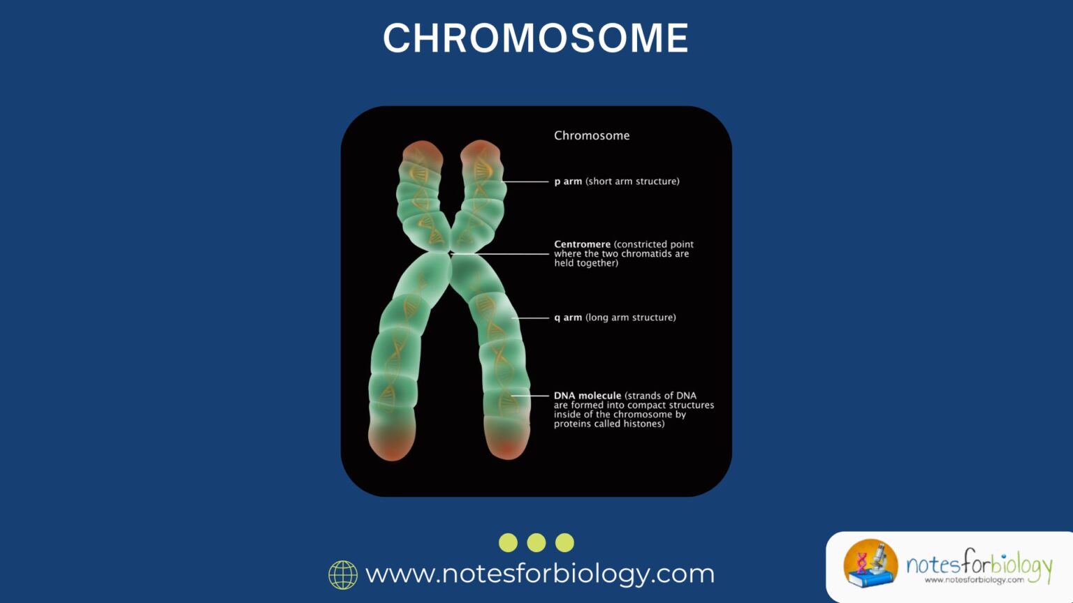 Chromosome - Best Biology Notes, Reference, Articles