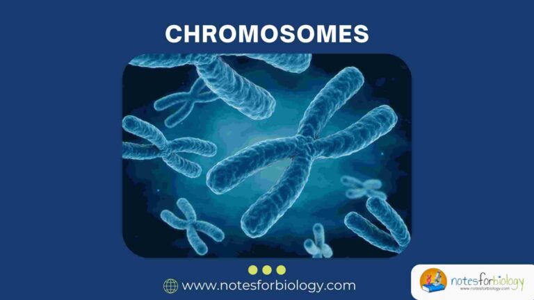 Chromosomes- Definition, Structure, Types, Model, Functions